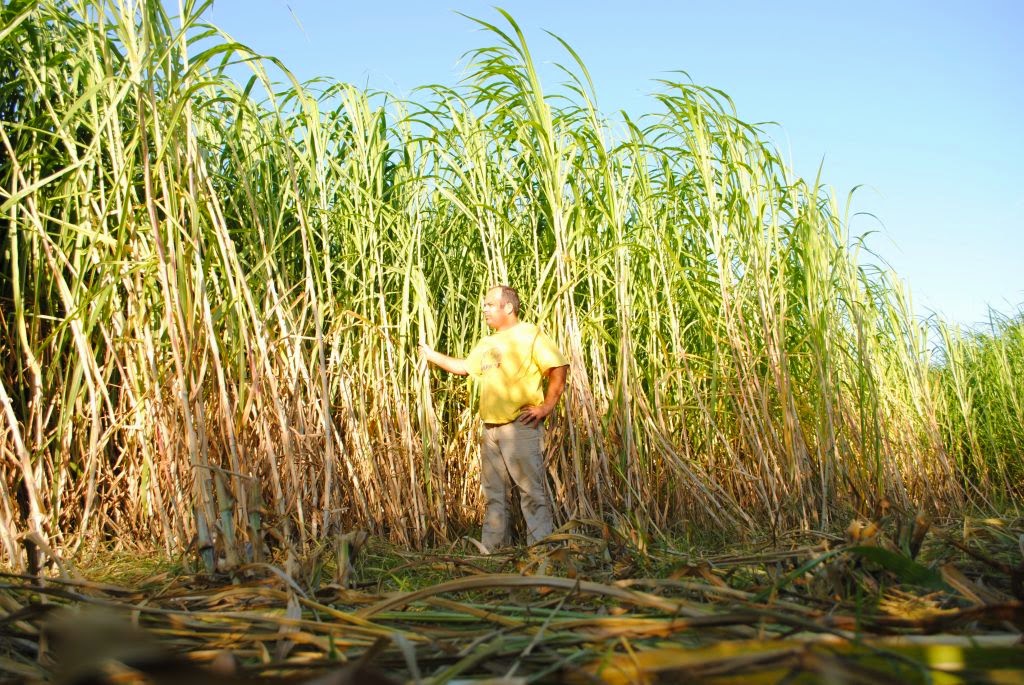 Maralfalfa & King Grass Portugal: Plantação sem mobilização de solo e ...