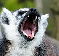 In my head: Primates Dentition Patterns