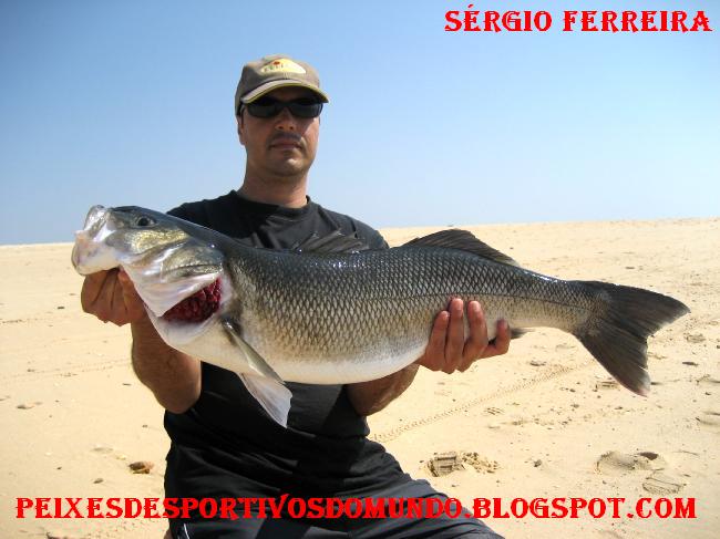 PEIXES DESPORTIVOS DO MUNDO: O ROBALO - Dicentrarchus labrax (Linnaeus ...