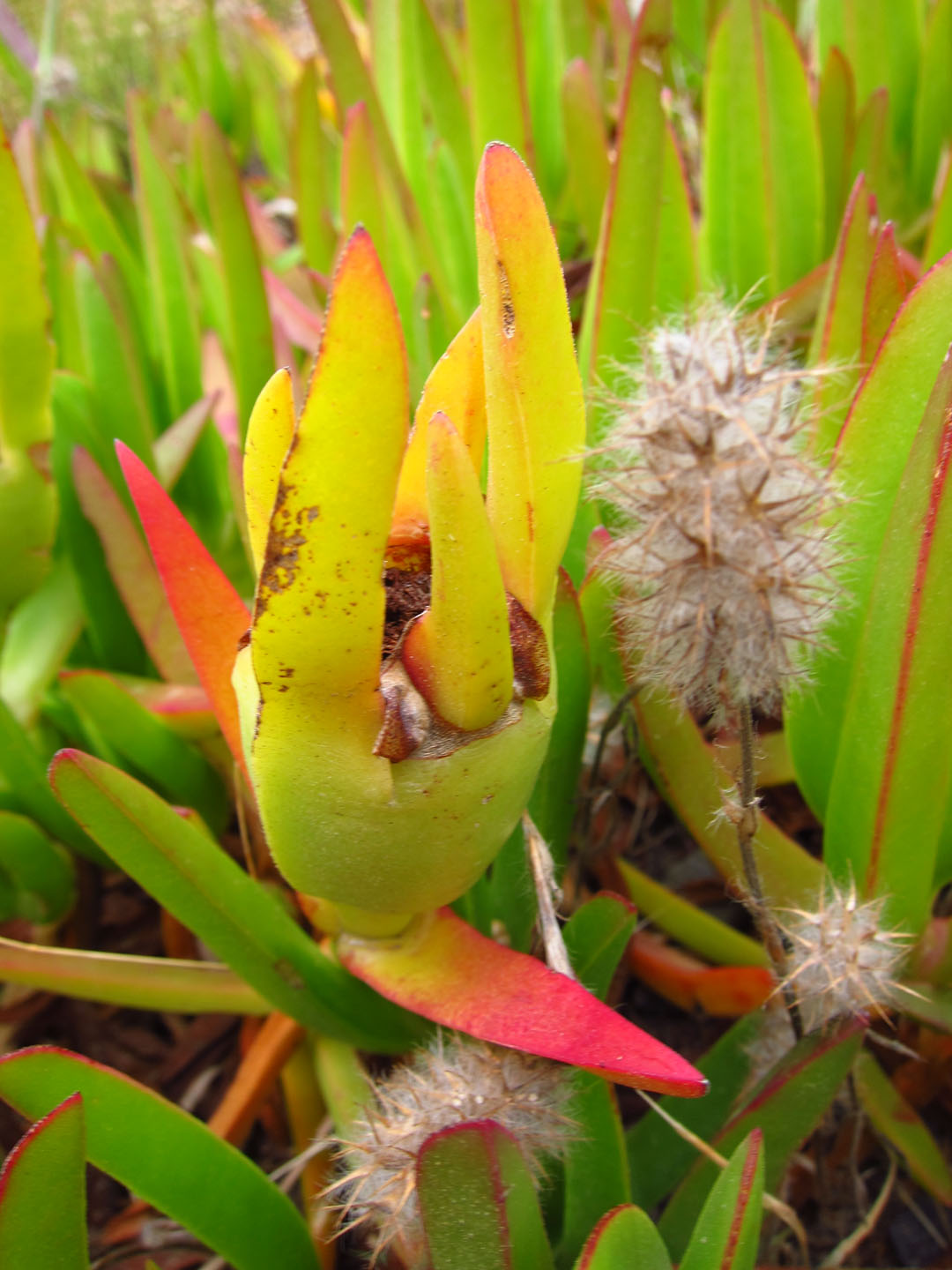 66 Square Feet (Plus): Silvermine and Kalk Bay Peak