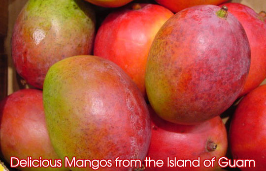 What Do the Mango Trees Know?