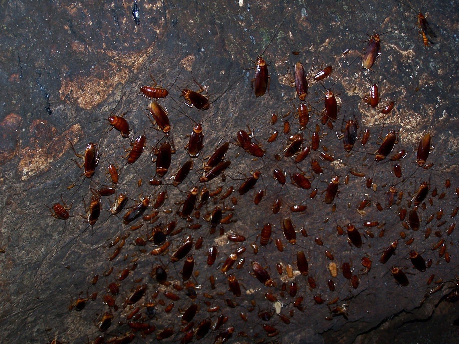 Fossil Matter: The living cave floor: intro to cave faunas