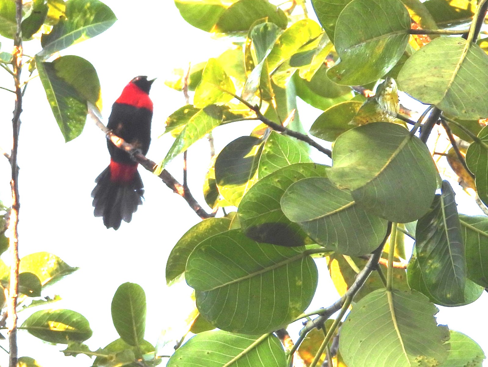 Bird & Travel Photos, Birding Sites, Bird Information: CRIMSON-COLLARED ...