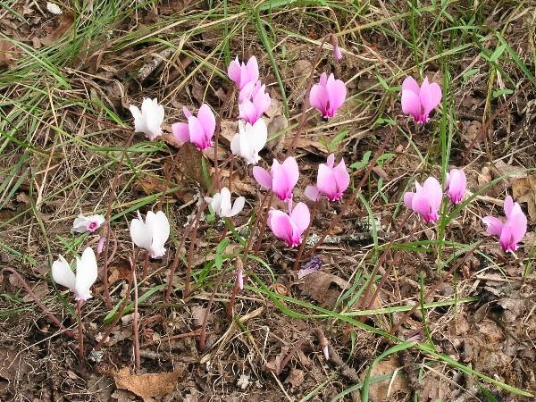 Biodiversity of British Columbia: First Pages of the new Vascular Flora ...