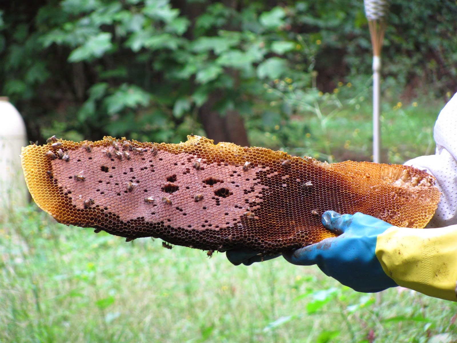 Aspen Honey Bees: Forest, VA Honey Bee Colony Removal