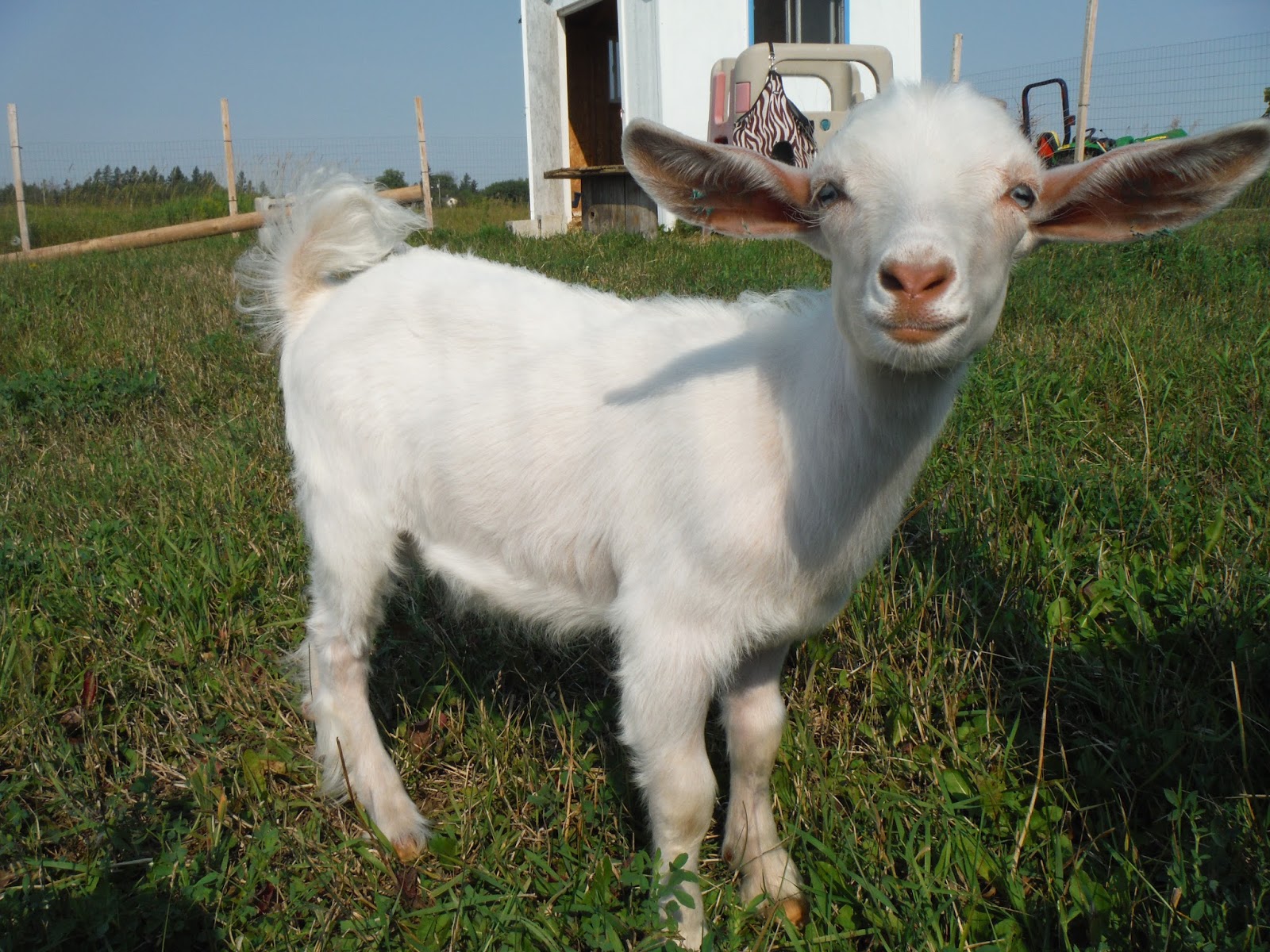Mini Yooper Goats