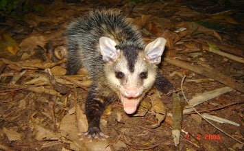 Blogdomeuavô: O Sariguê Corujebó