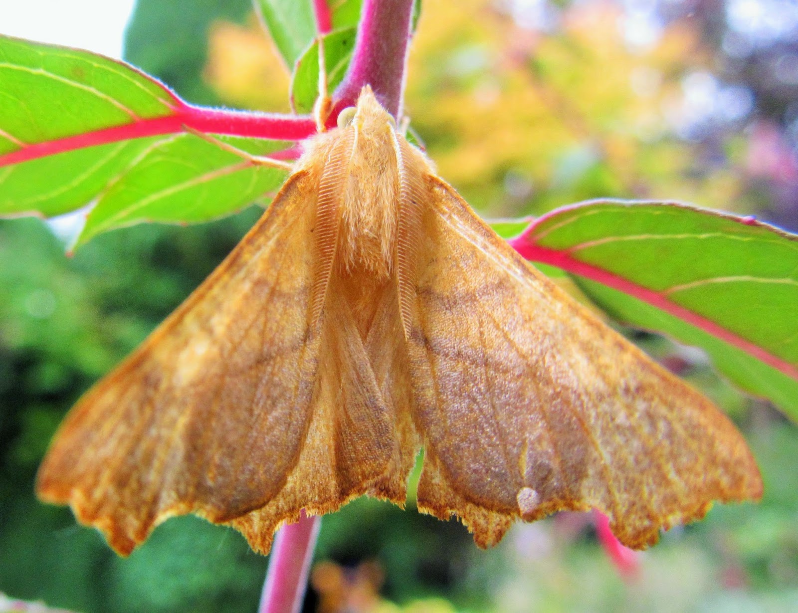 Bug Mad Girl: Autumn Moths