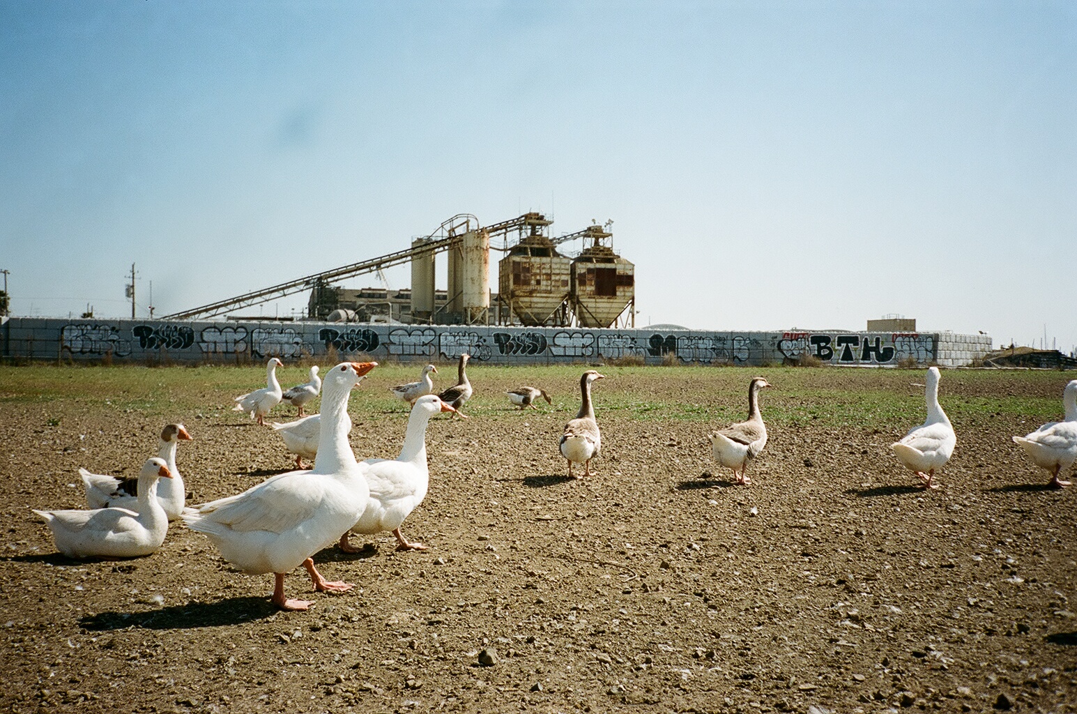 Tri-City Terror: Urban Goose Farm.