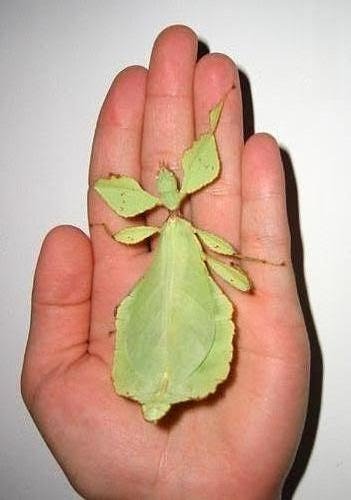 O Livro da Natureza: Bicho Folha