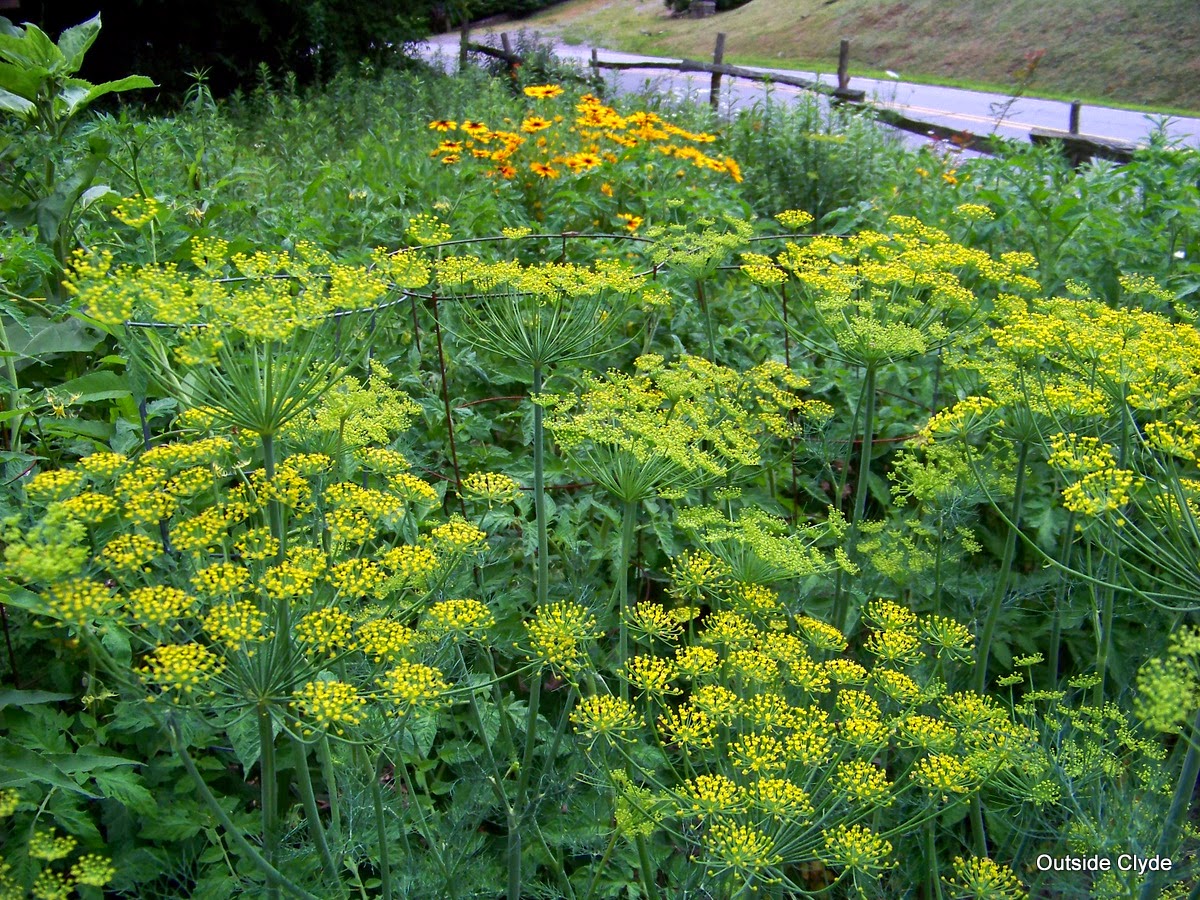 Outside Clyde: Big Dill