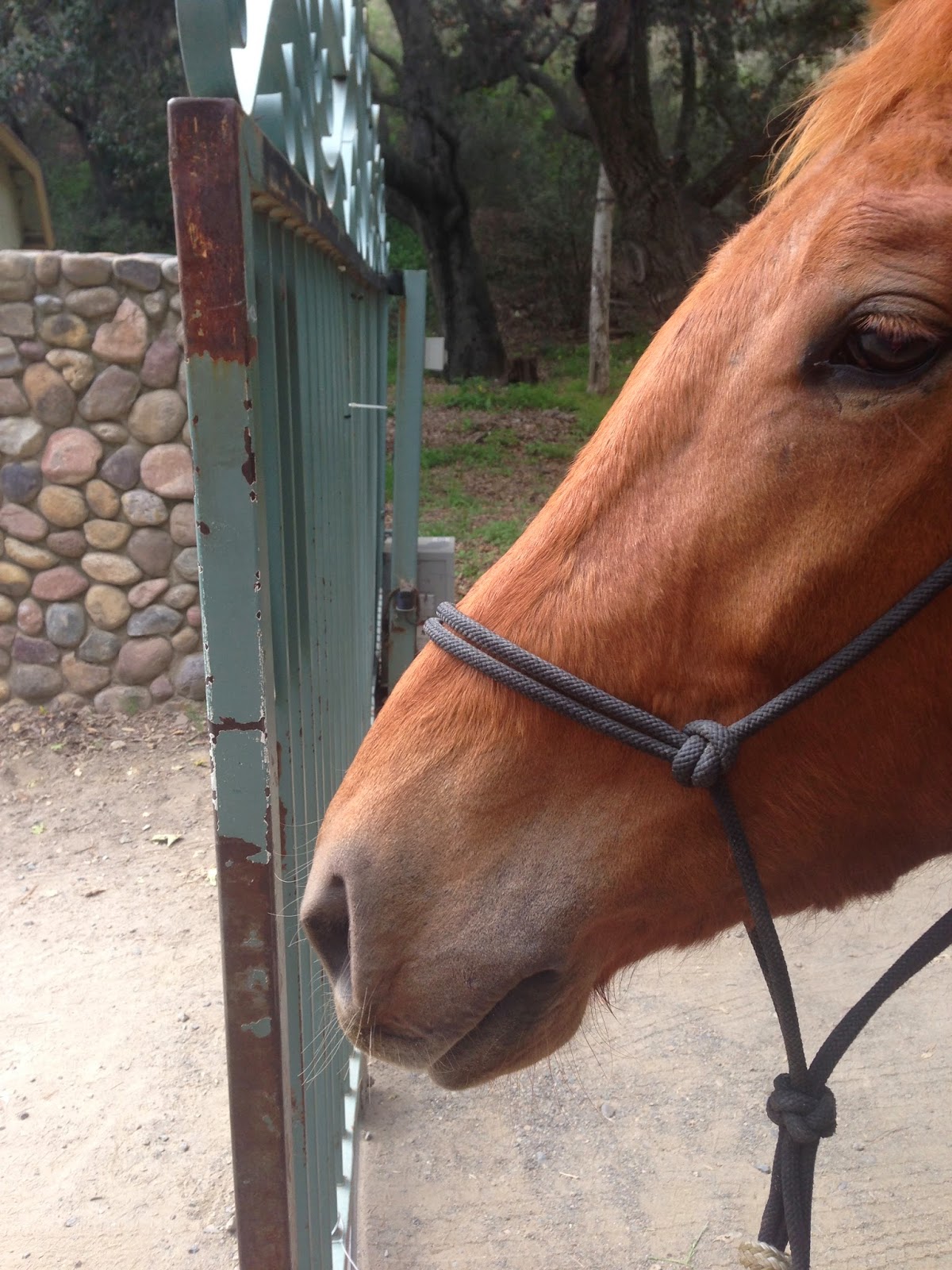 The Chestnut Mustang Blog: Hooves, Walking Outside, and Solo Trails
