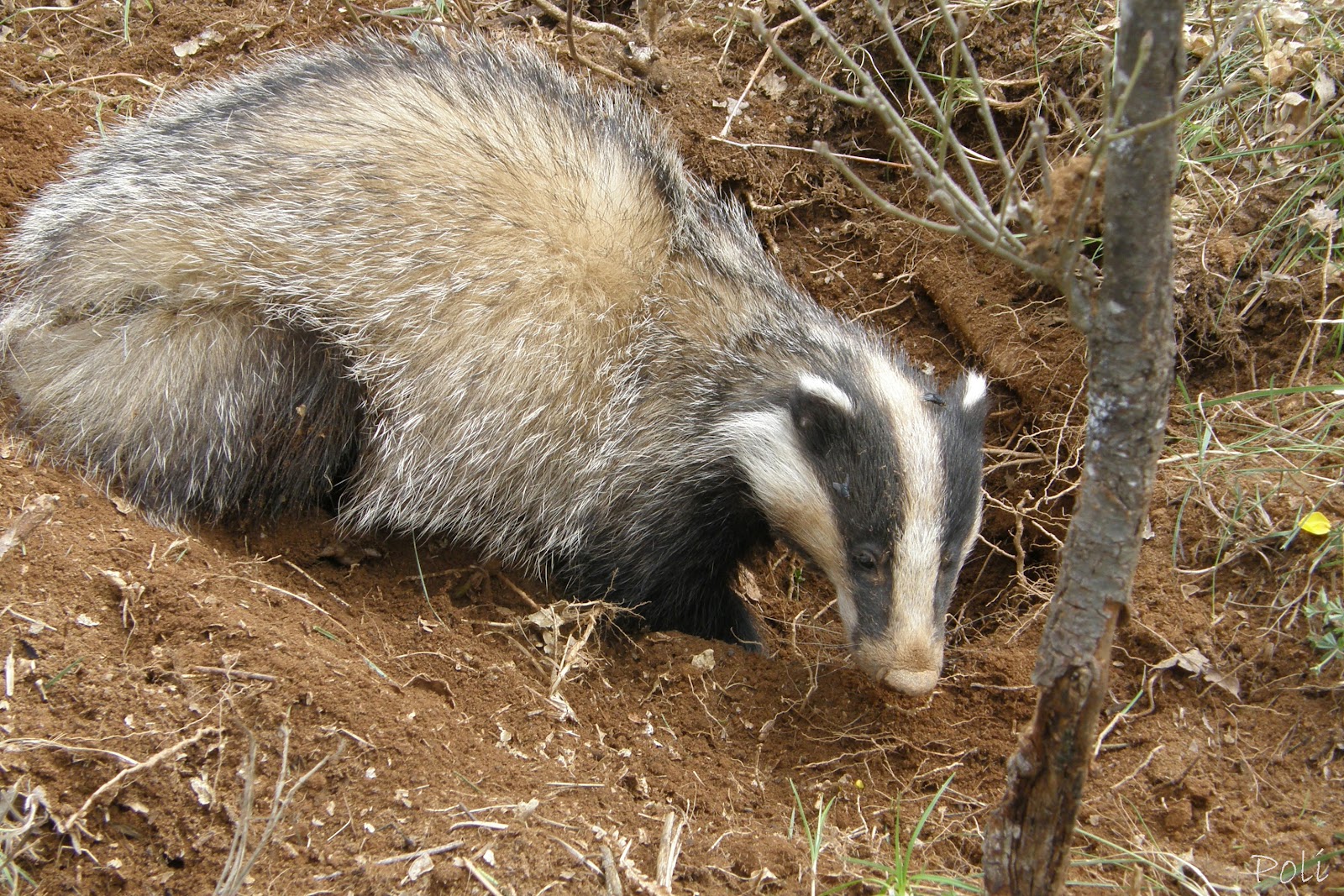 De paseo por la naturaleza: El tejón. La pequeña tanqueta.