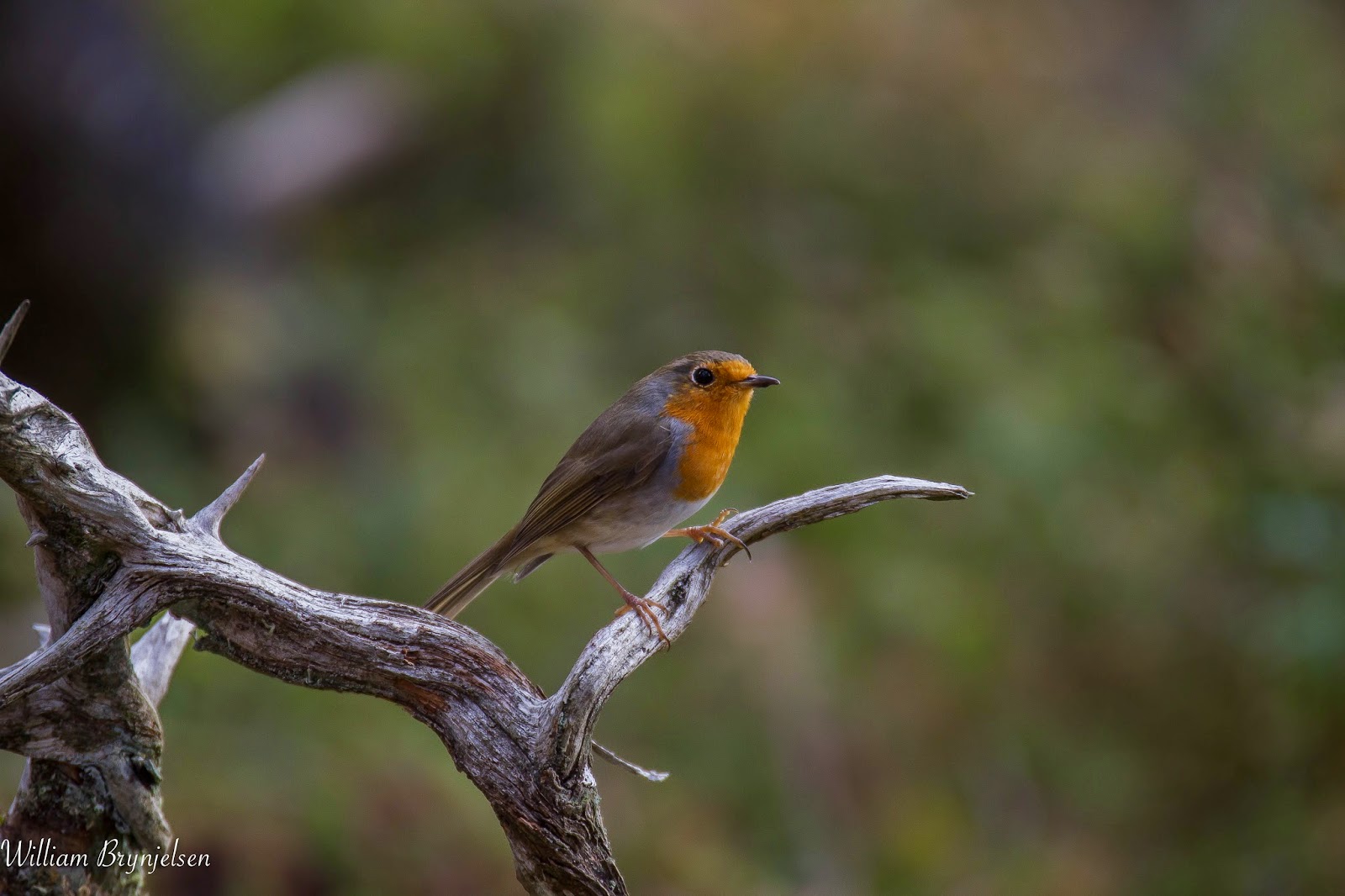 Williams Naturbilder: Fugler i skogen