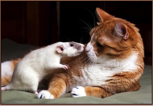 Funny cat and mouse - OMG ! NiceOne