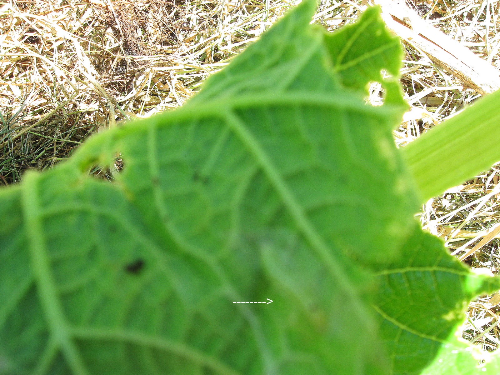 Growing Food in Florida: Pickleworm control