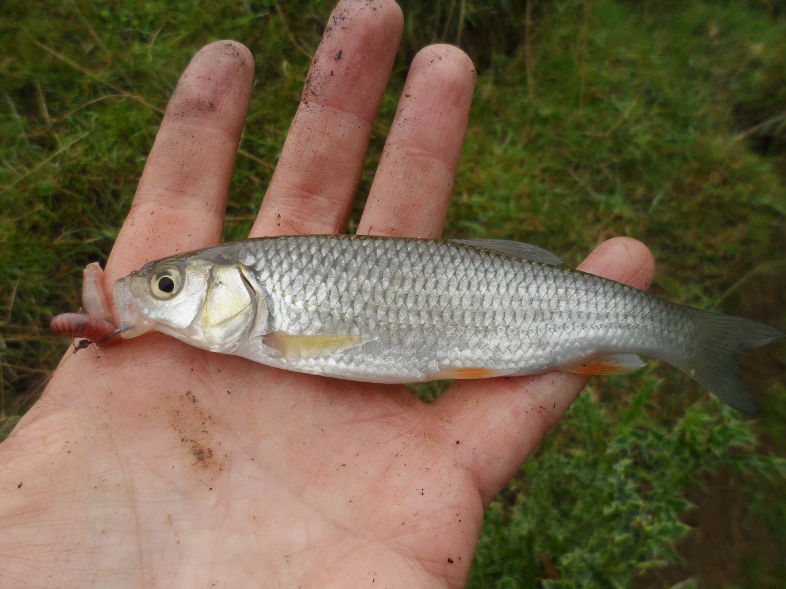 Piscatorial Quagswagging: Wimpstone - Warwickshire Stour