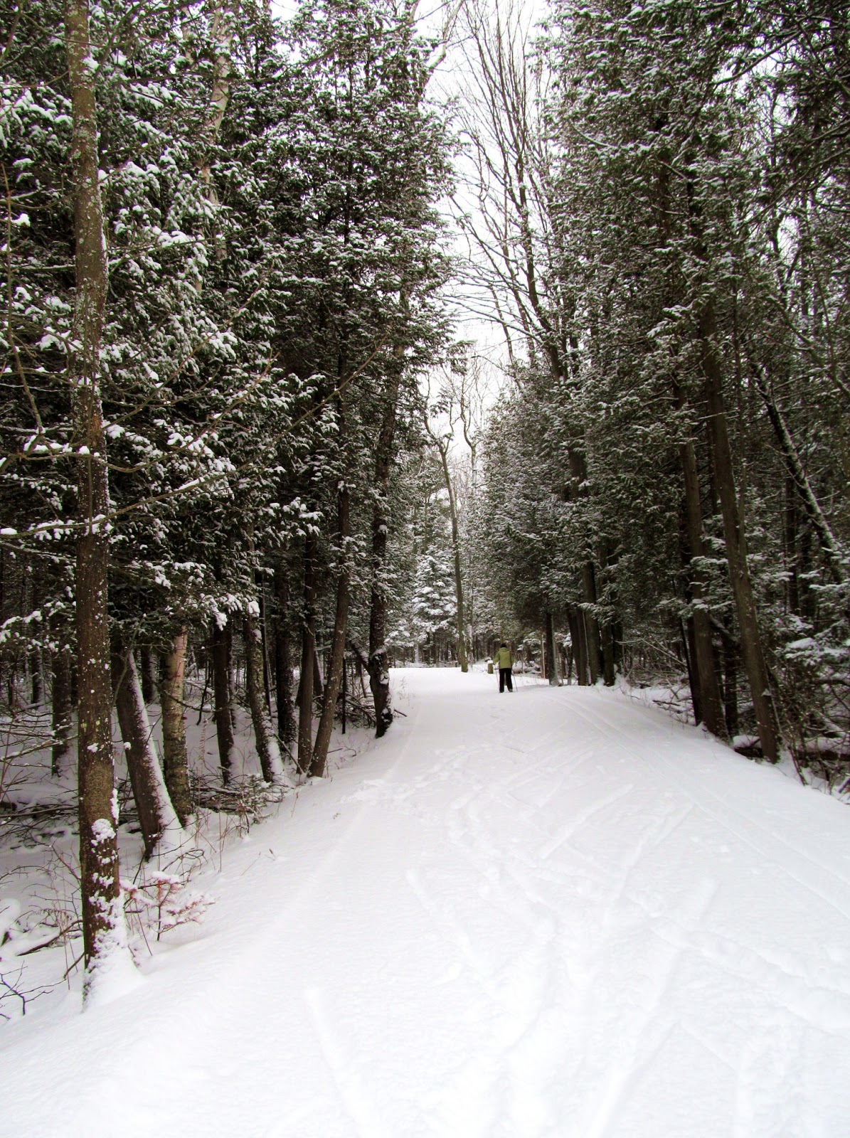THE BEACH POST: Cross Country Skiing Blueberry Trails