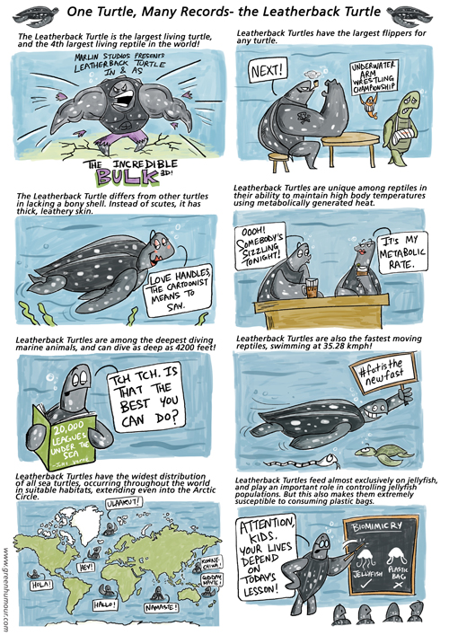 Green Humour: The Leatherback Sea Turtle