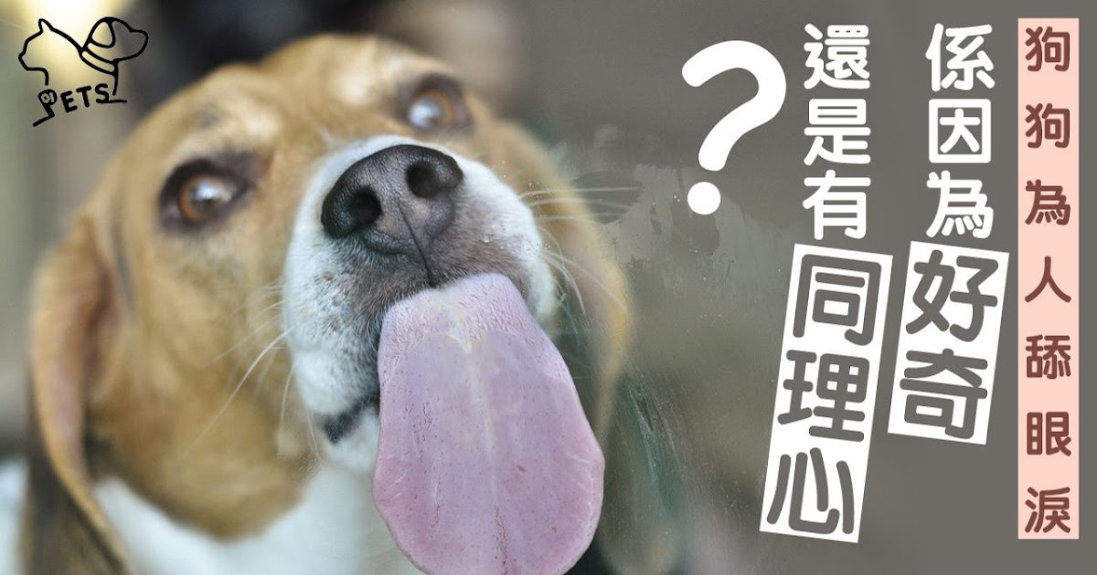 香港動物政策網誌: 狗狗懂分笑聲哭聲 替人舔眼淚 其實也會感同身受？