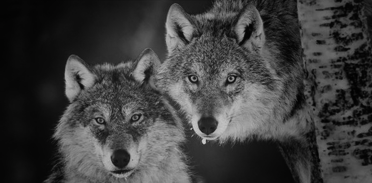 STOP WOLF HUNTS: WOLF PETITIONS