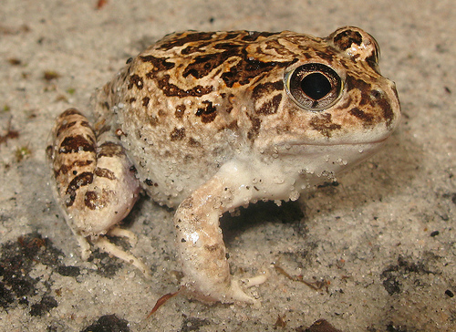 Burrowing Frog | The Wildlife