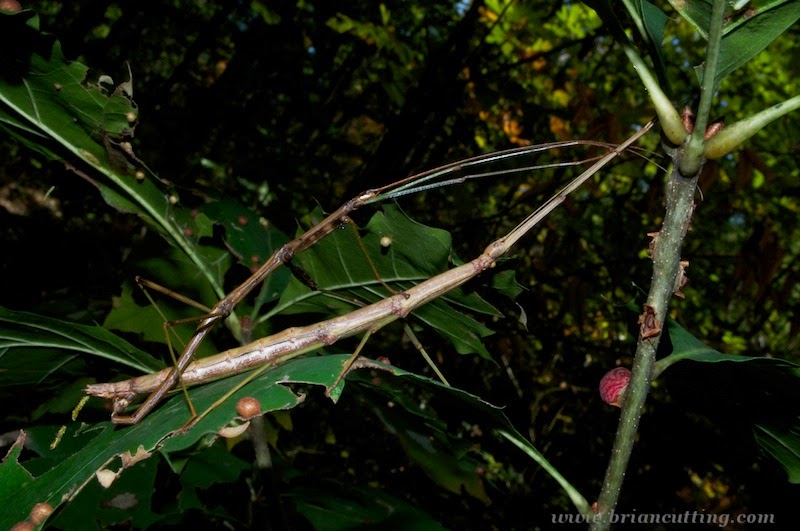 What's in a name: Phasmida | the pace of nature