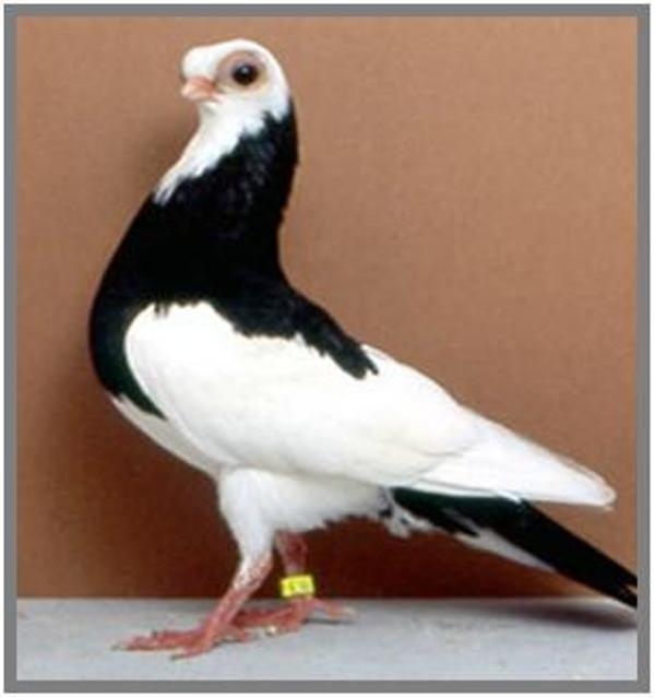 Budapest Shortbeak | BD PIGEONS