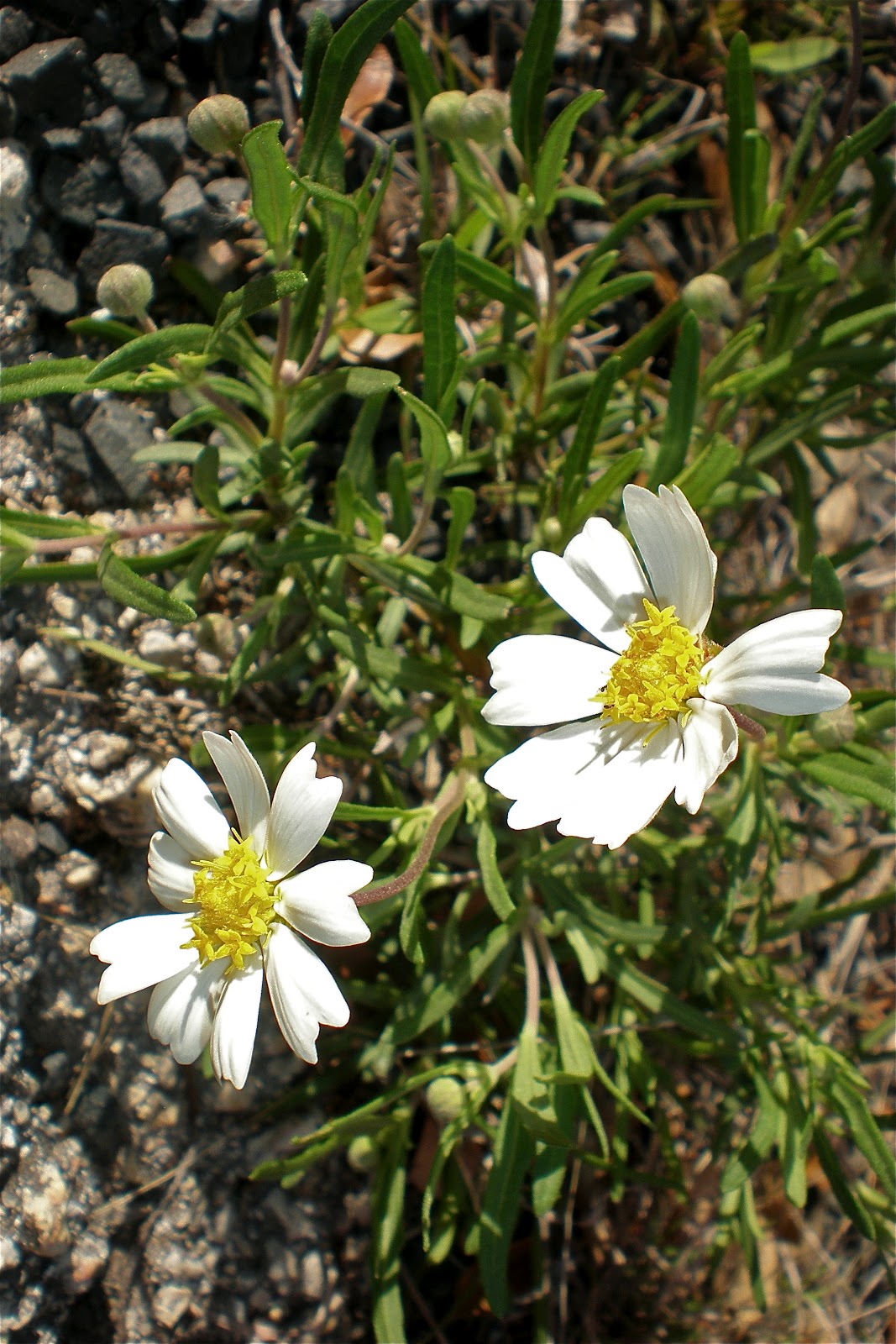 Natives from the Edwards Plateau: Composites: Daisies, Indianblankets ...