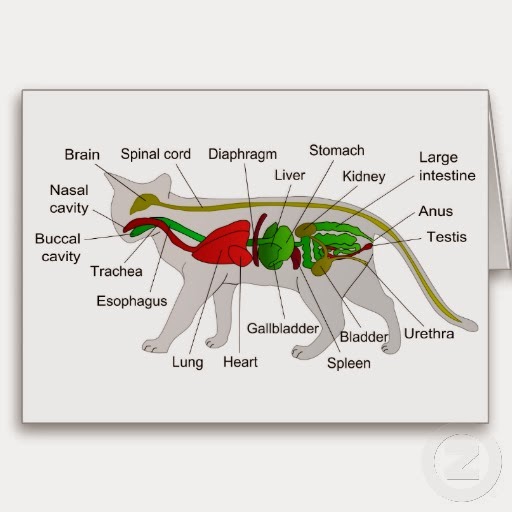 Feline Infectious Peritonitis In Cats