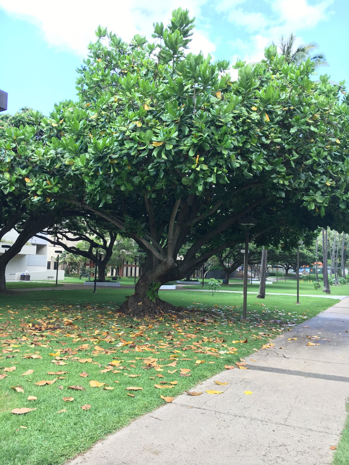 Barringtonia asiatica (Barringtonia)