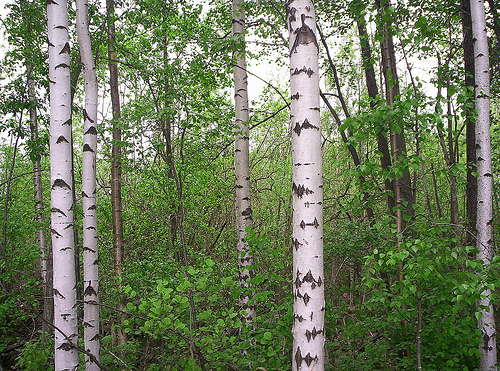 viveros puente del retamar: el abedul