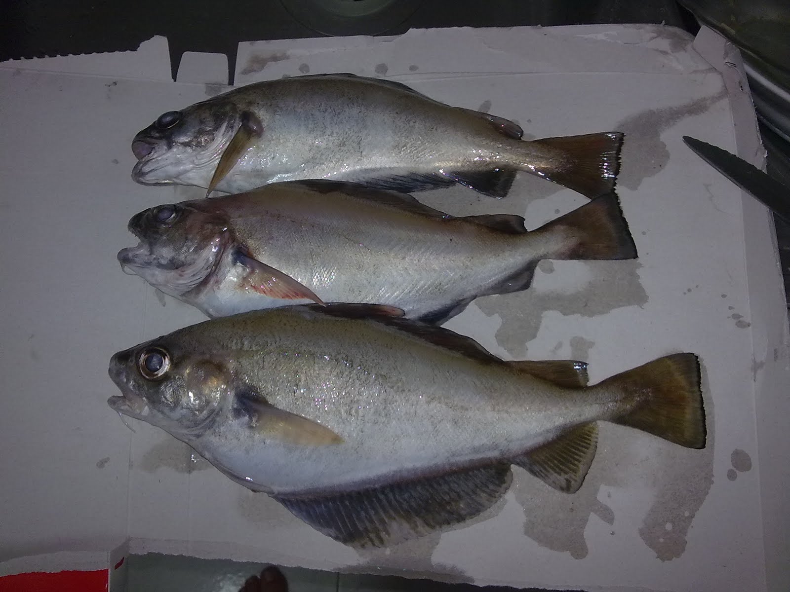 Pesca em Viana: E deu...Faneca! Parte 3!!