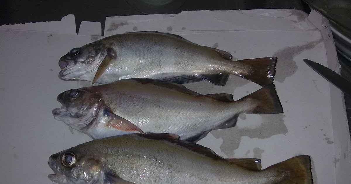 Pesca em Viana: E deu...Faneca! Parte 3!!