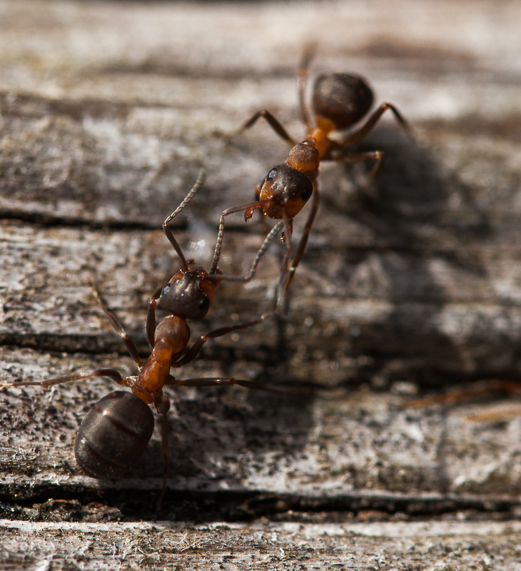 Kristinas bilder: Myror