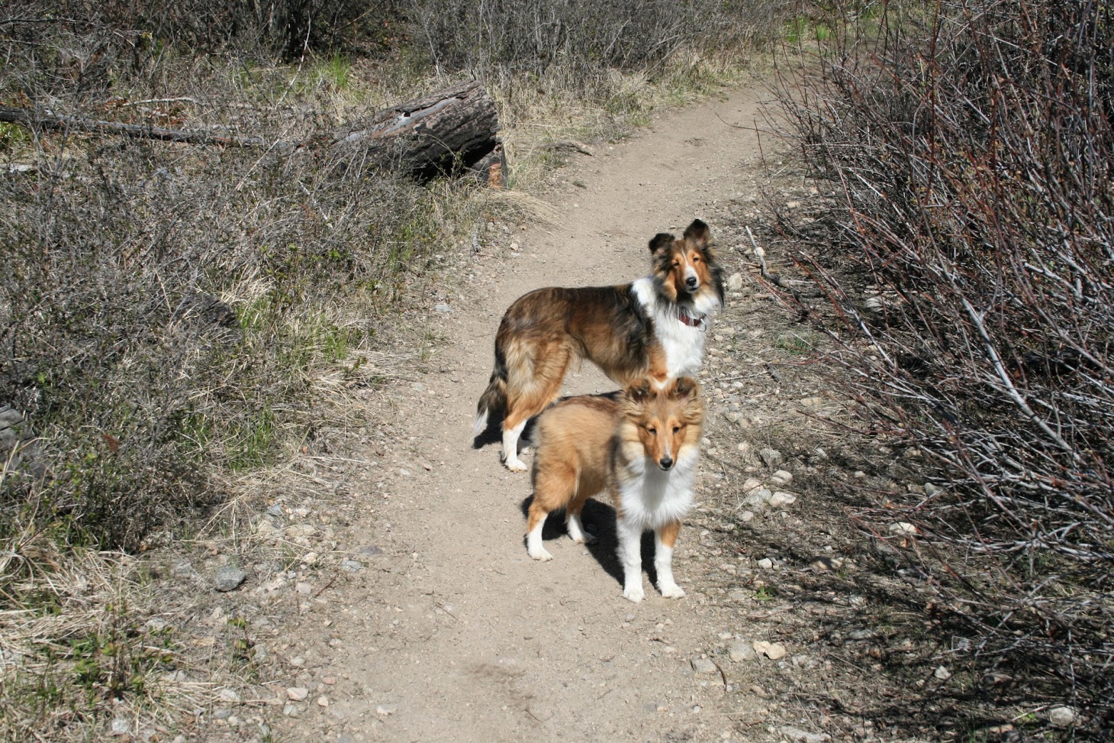 Hyper Hounds Shelties