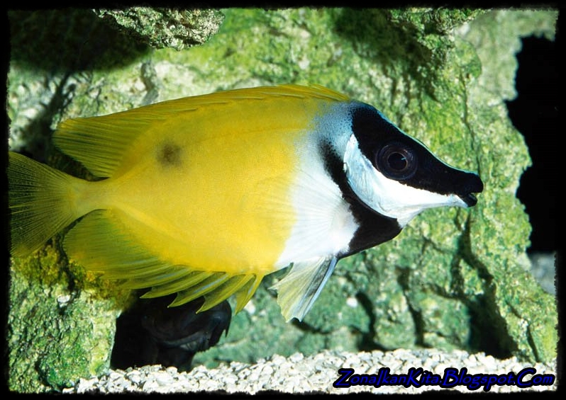 Siganus Vulpinus ( Foxface rabbitfish ) | INSPIRATOR