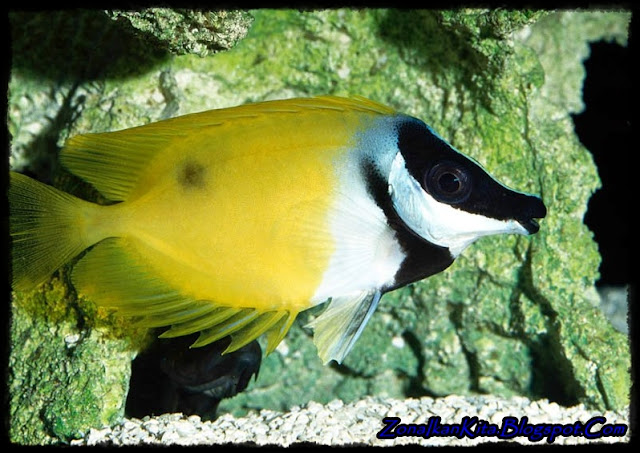 Siganus Vulpinus ( Foxface rabbitfish ) | INSPIRATOR