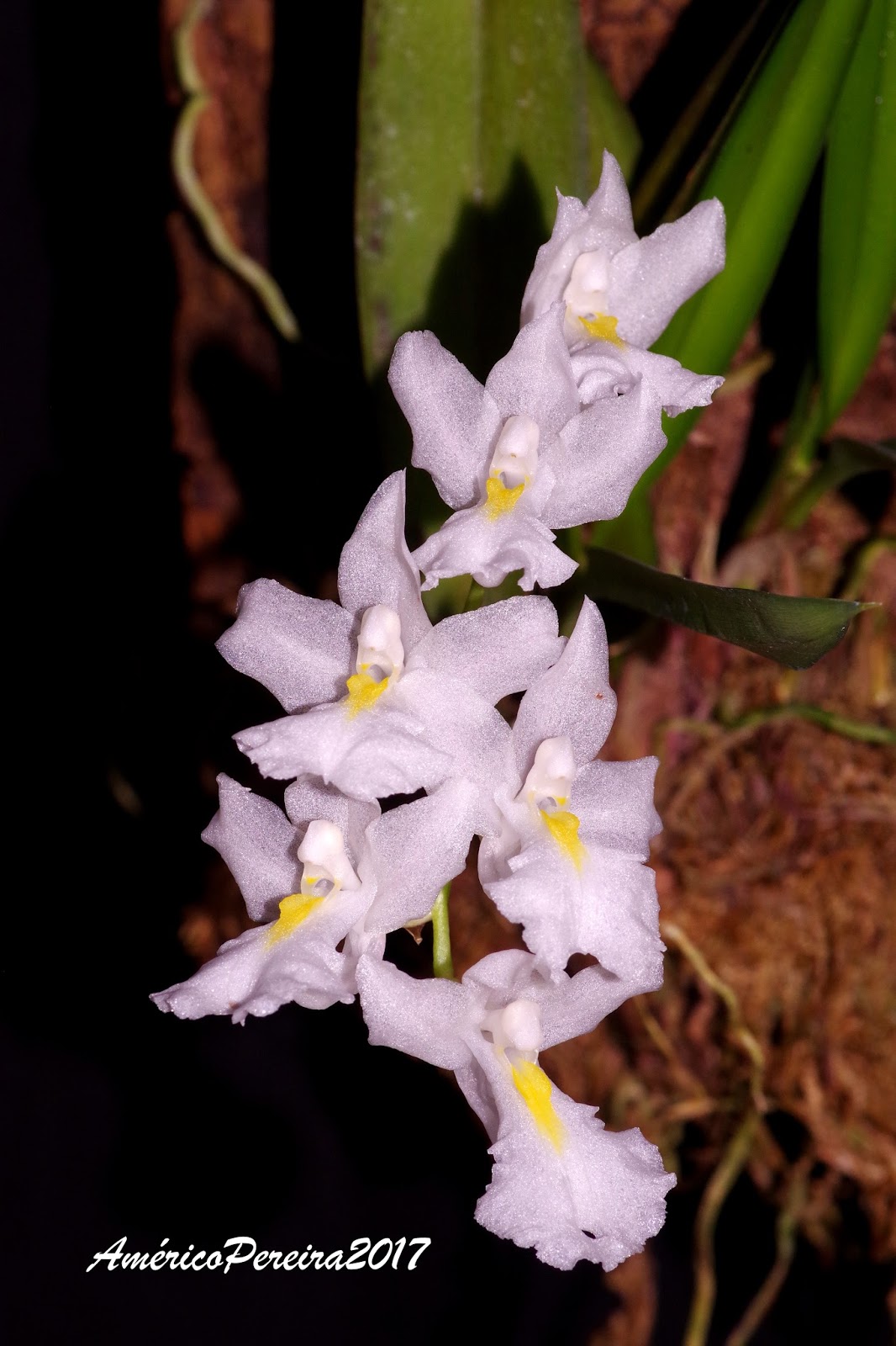 Orquídeas soltas: Rodriguezia venusta