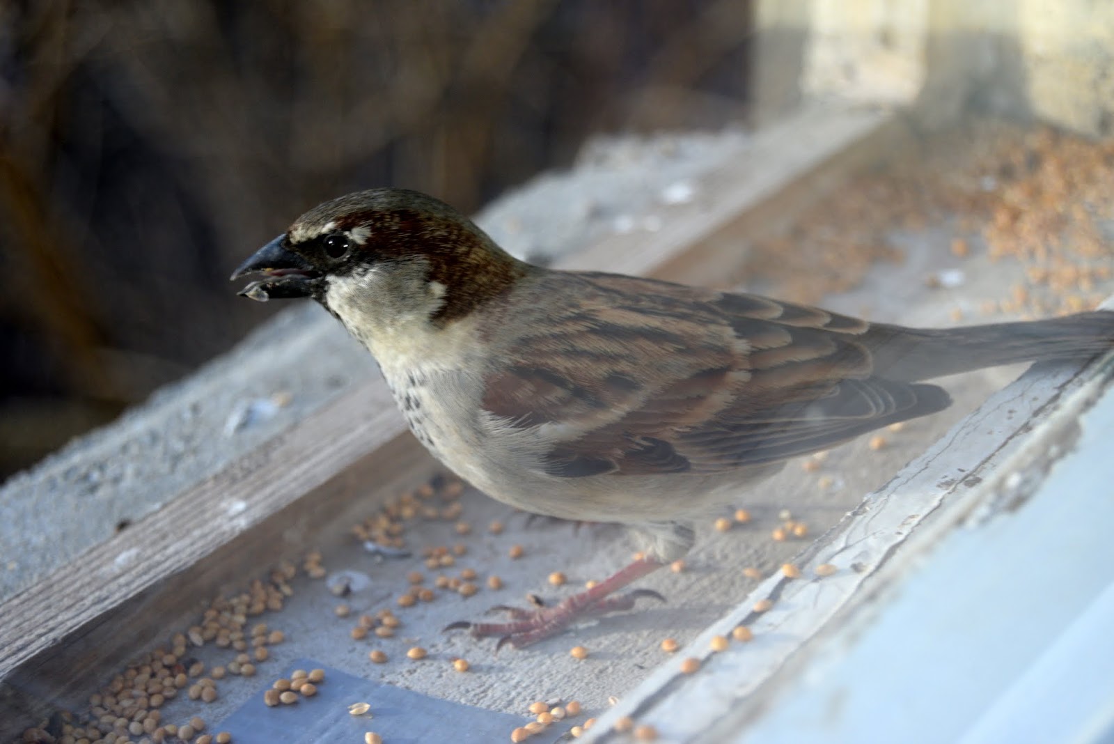 Frumusetile naturii: Vrabia de casa (Passer domesticus)