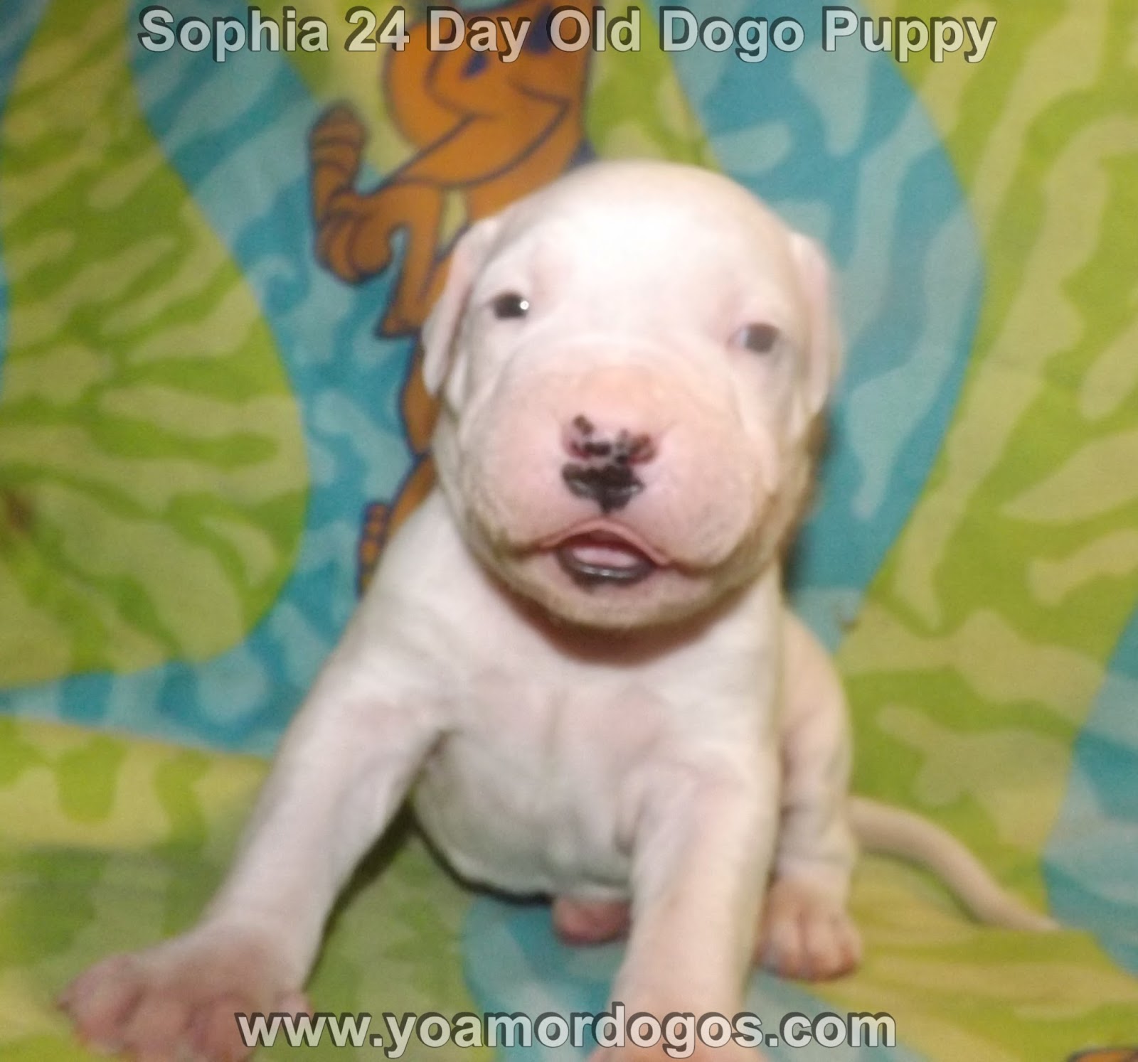 Yo Amo Dogos aka Yo Amor Dogos: Female Dogo Argentinos For Sale