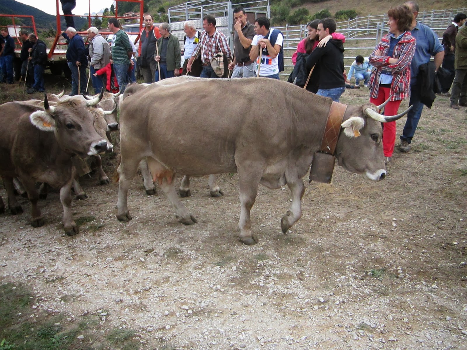 Vach'Expo LaSalle Beauvais au TNLA 2014: Des Brunes des Alpes en Espagne...
