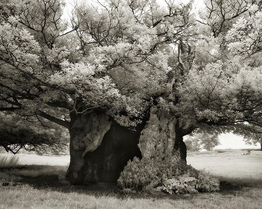 iPapy: Ancient Trees Beth Moon (7)
