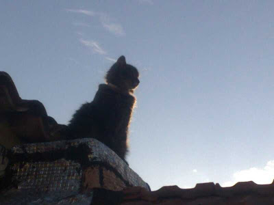 Let me tell you: Je T'embrasse mon Chat