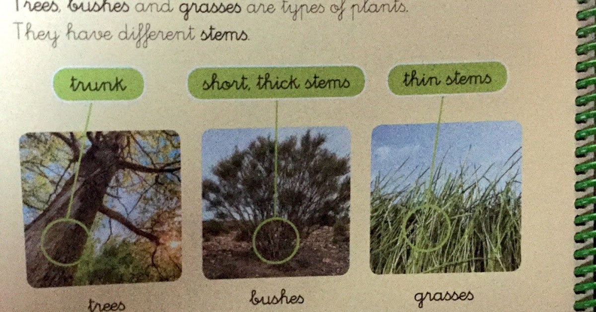 Plants 2019 Scientikids: Review4: Classification of plants according to ...