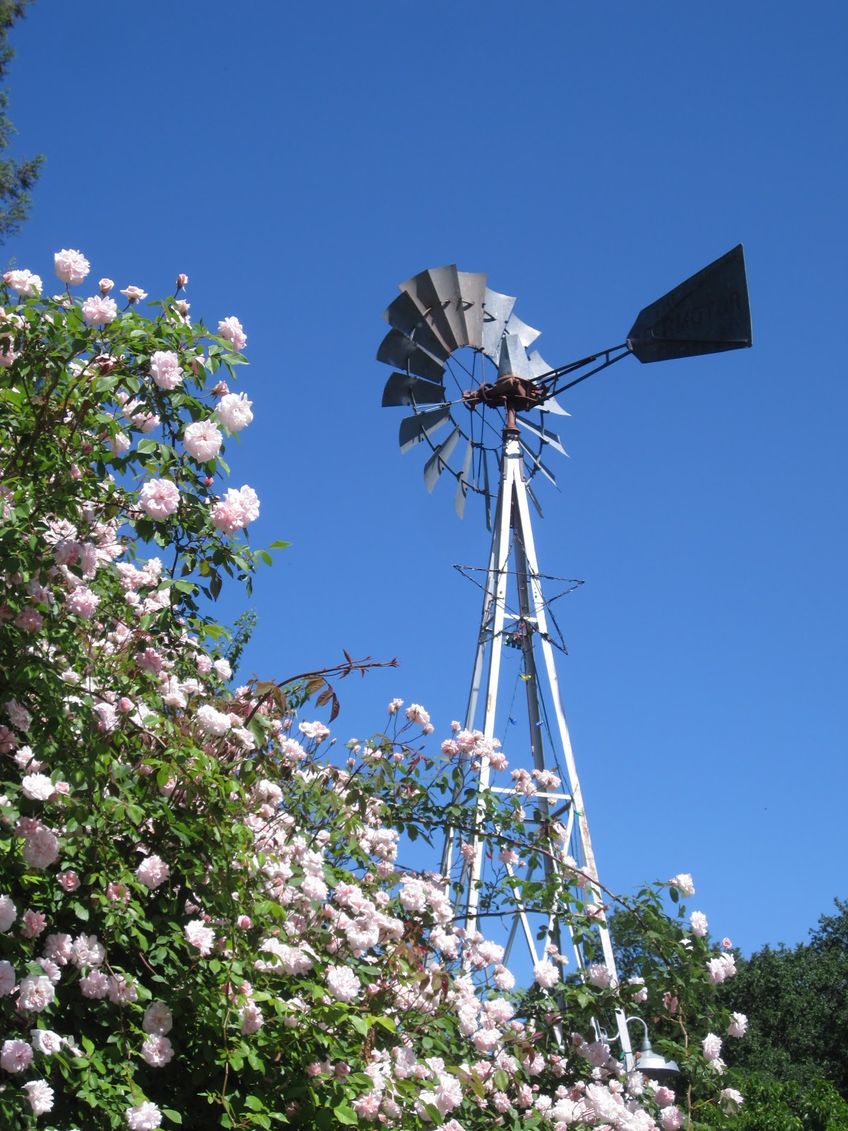 Windmill Farm: Roses Peonies and Snow Ball Plants Are Spectacular!!