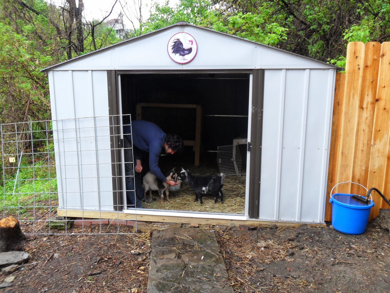 Nigerian Dwarf Goats Shelter