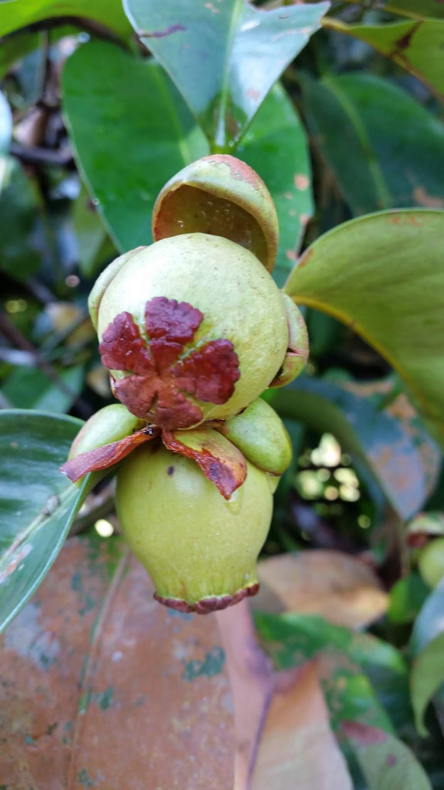 Warisan Petani: Buah Manggis
