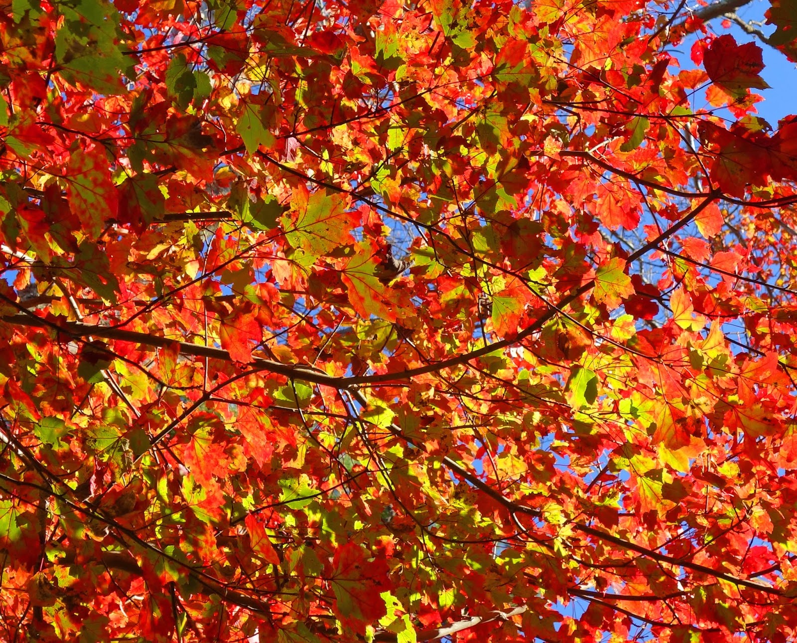 Joe's Retirement Blog: Rabbit Pond Revisited, Manomet, Plymouth ...