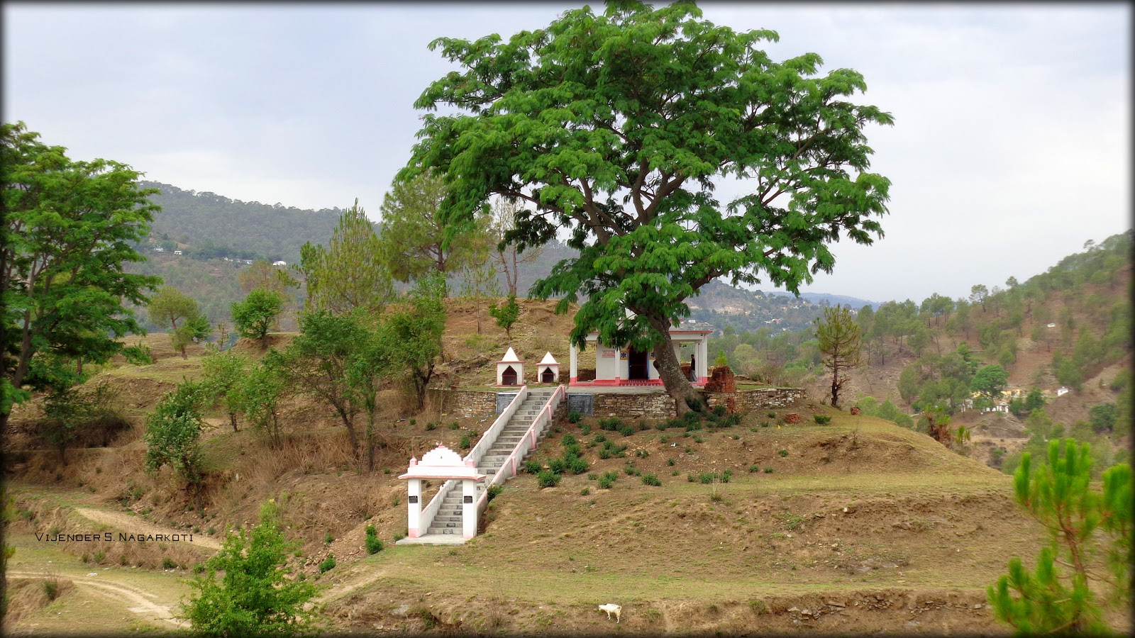 Uttarakhand Tourism: Ranikhet to Dwarahat Journey Pics -2016
